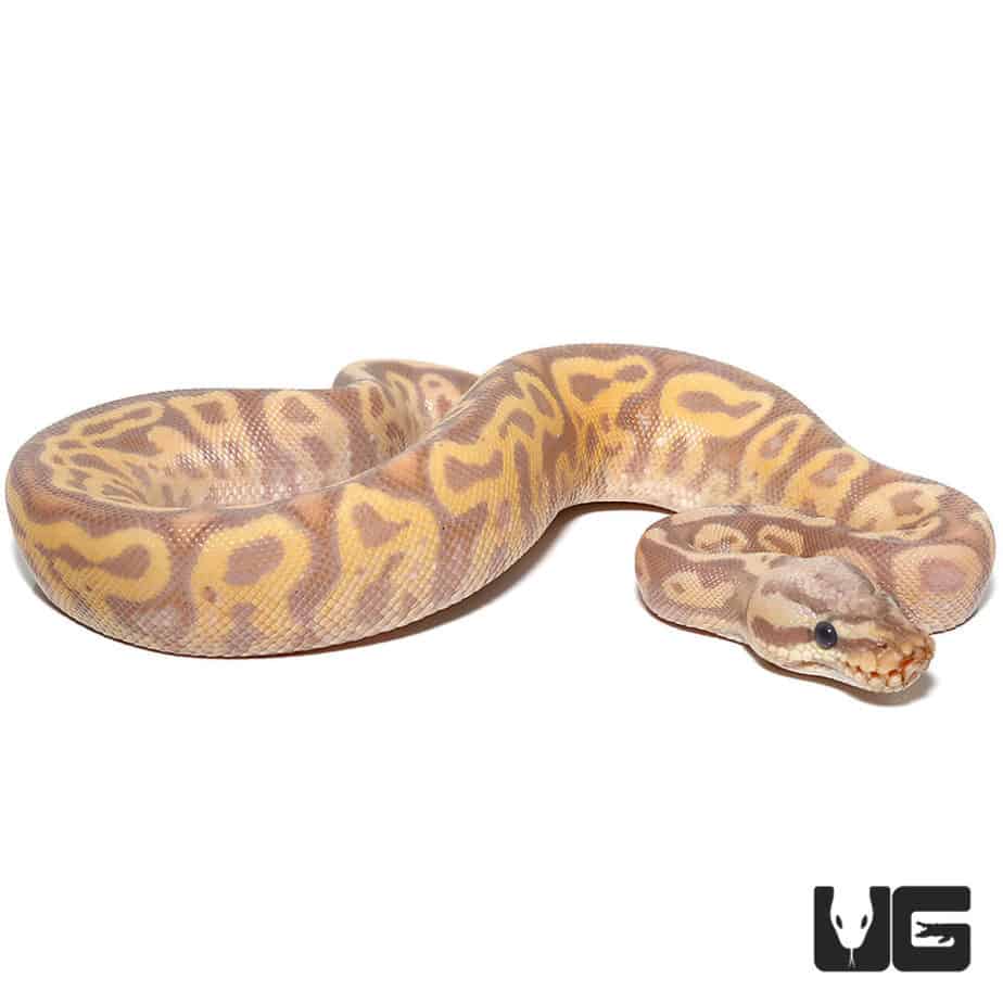 Baby Banana Leopard Pastel Yellowbelly Ball Python For Sale ...