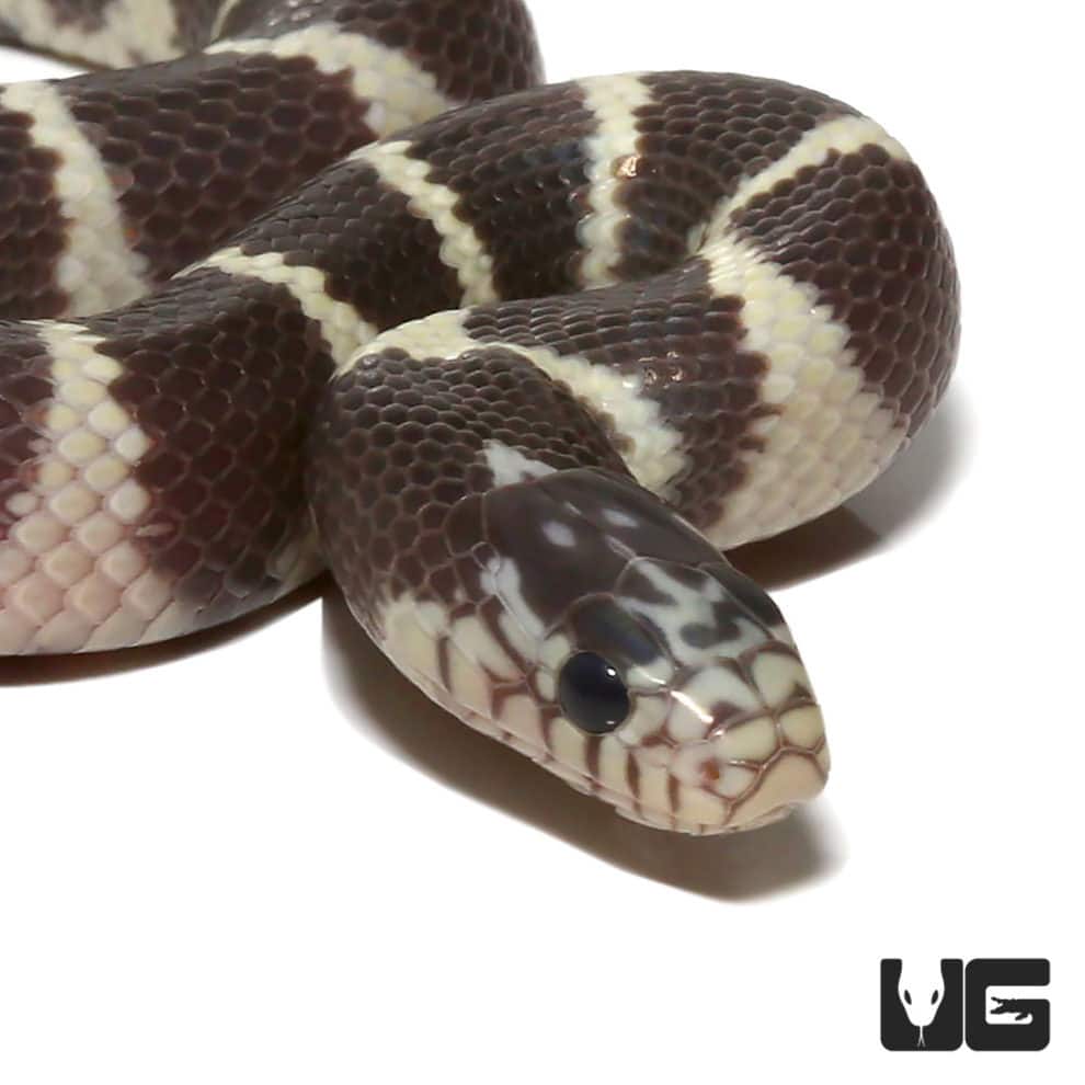 Kingsnakes For Sale - Underground Reptiles