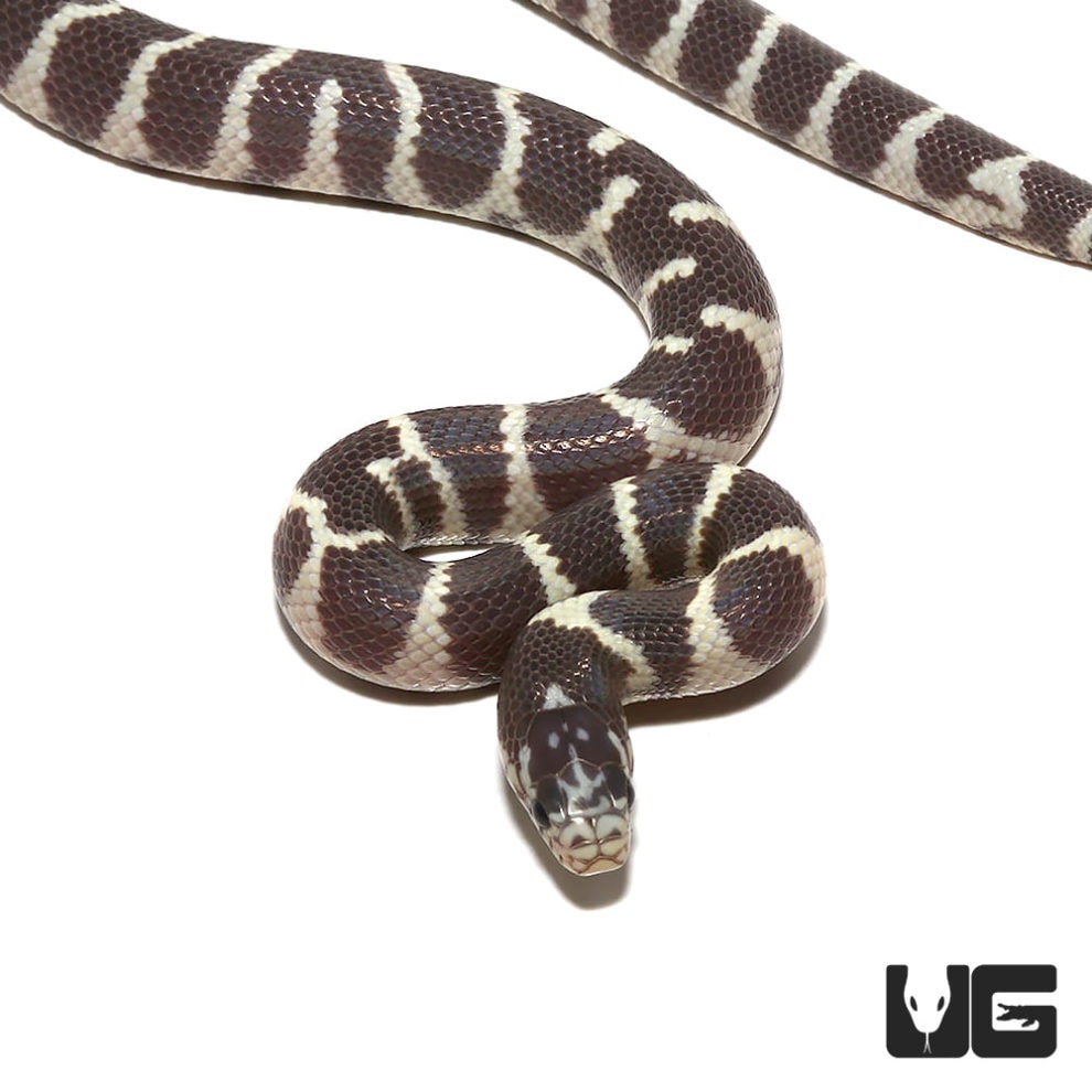Baby Banded Hypo Het Lavender California Kingsnake - Underground Reptiles