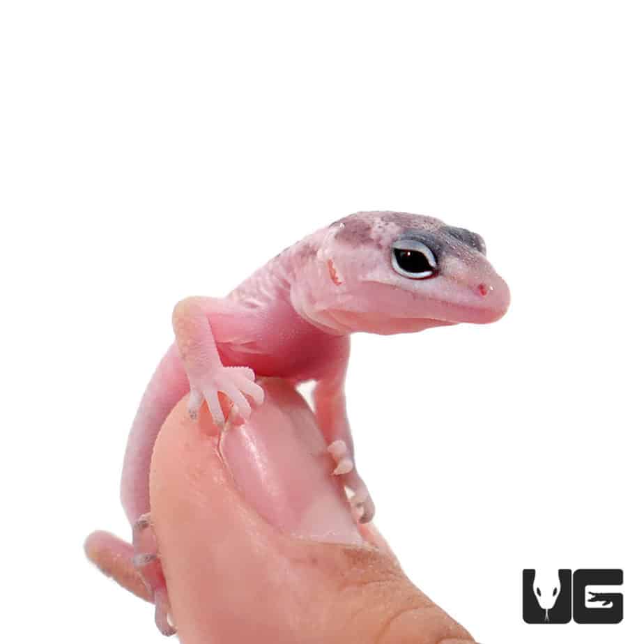 Baby Blizzard Leopard Geckos (Eublepharis macularius) For Sale ...