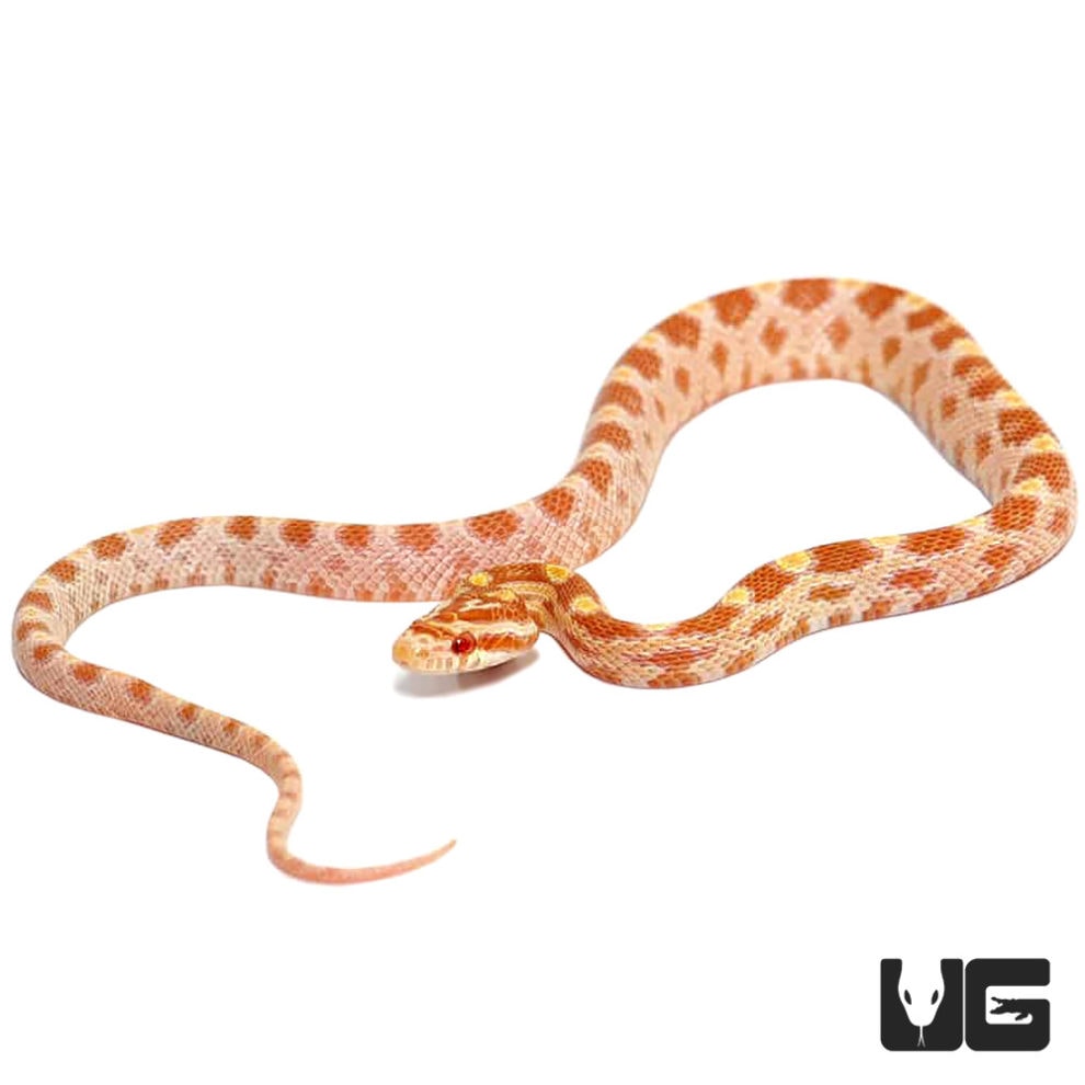 Baby Butter Cornsnakes (Pantherophis guttatus) For Sale - Underground ...