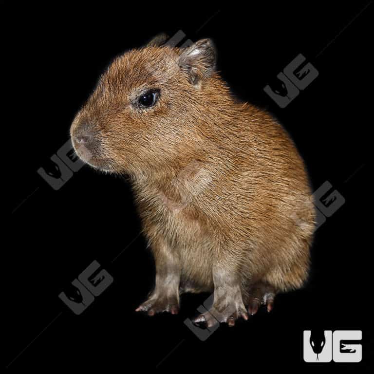 Baby Capybara - Underground Reptiles
