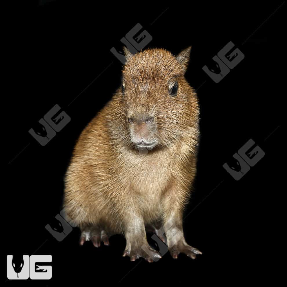 Baby Capybara - Underground Reptiles