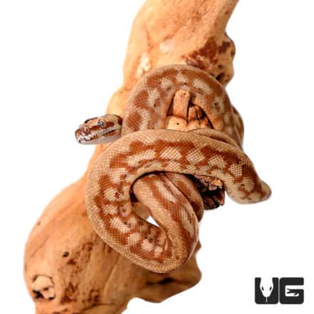 Baby Caramel Tiger Jaguar Carpet Pythons - Underground Reptiles