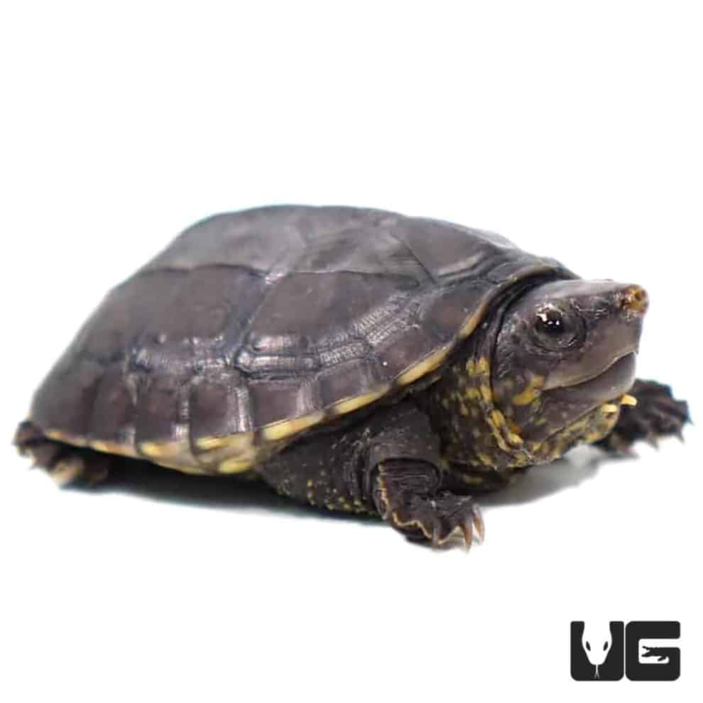 Baby Chiapas Giant Musk Turtles For Sale - Underground Reptiles