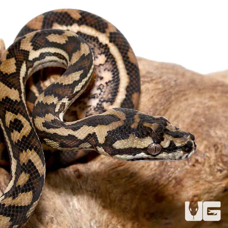 Carpet Pythons For Sale - Underground Reptiles