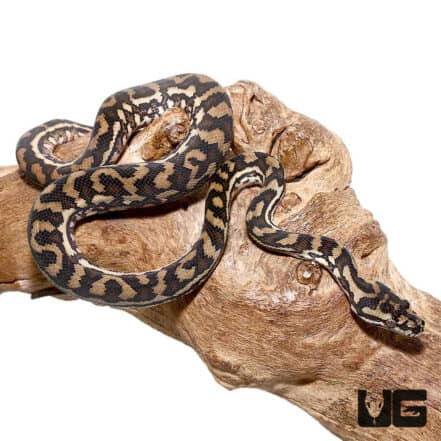Baby West African Gaboon Vipers (Bitis gabonica rhinosceros) For Sale ...