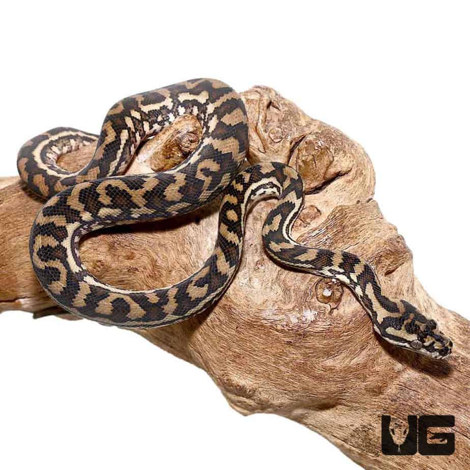 Carpet Pythons For Sale - Underground Reptiles
