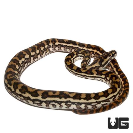 Baby Coastal Carpet Python - Underground Reptiles
