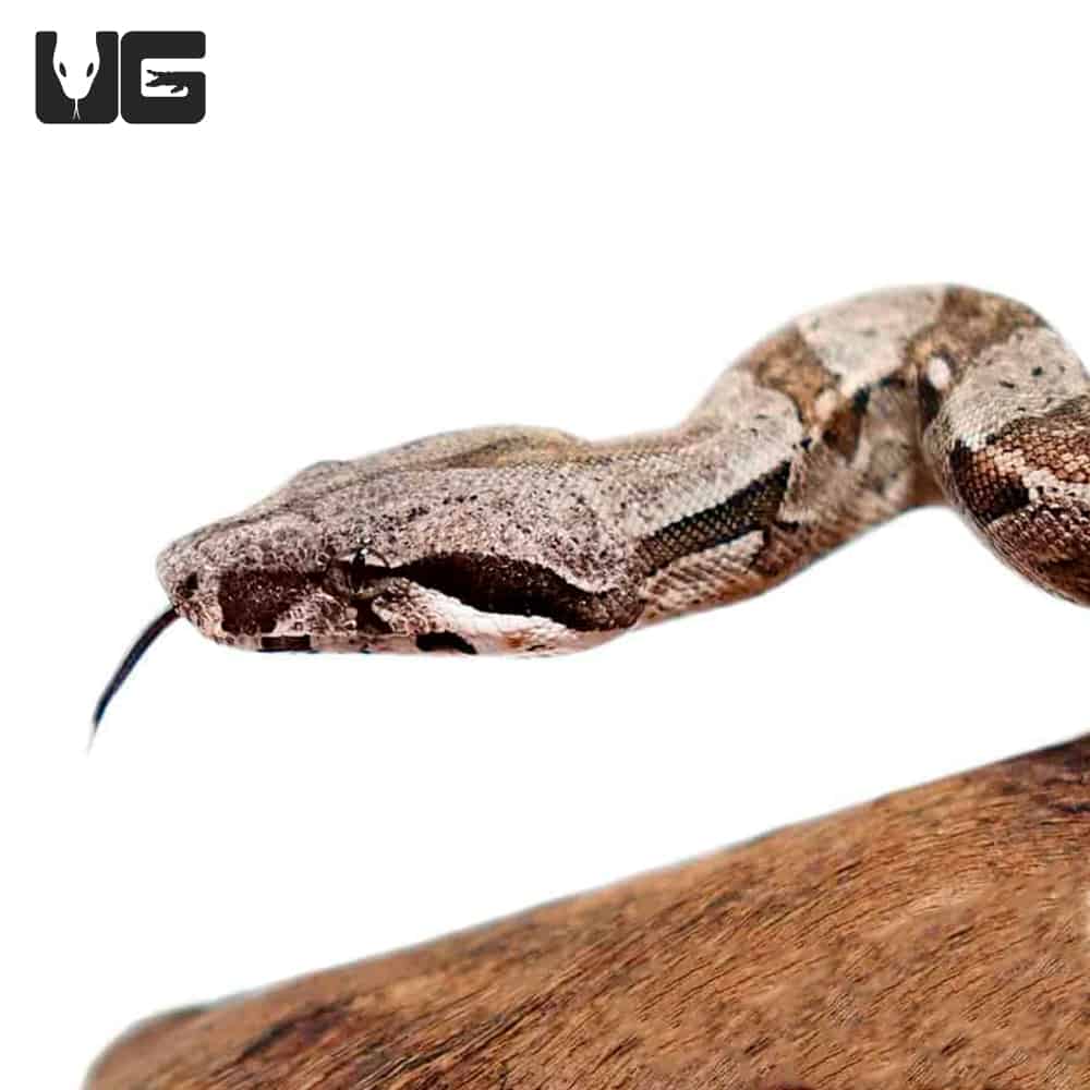 Baby Colombian Redtail Boas (Boa c. constrictor) For Sale - Underground ...