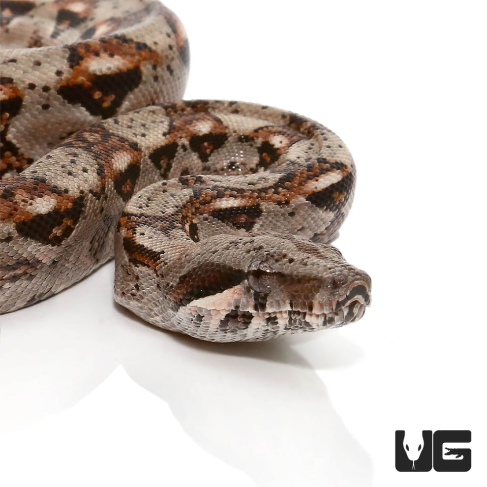 Baby Colombian X Central American Redtail Boa - Underground Reptiles