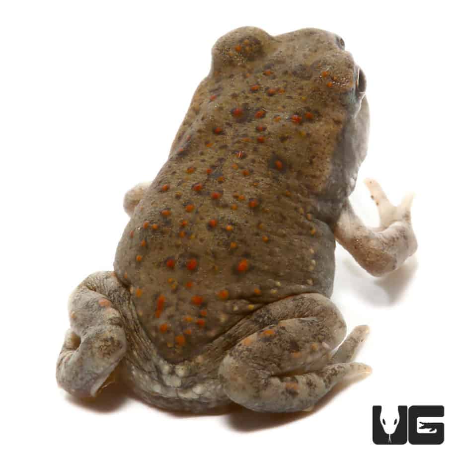 Baby Colorado River Toads For Sale - Underground Reptiles