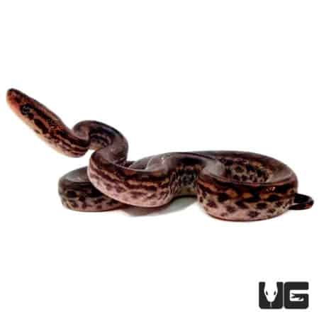 Baby Costa Rican Rainbow Boas For Sale - Underground Reptiles