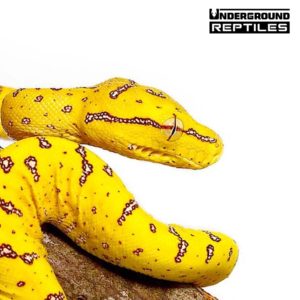 Baby Cyclops Mountain Green Tree Python - Underground Reptiles