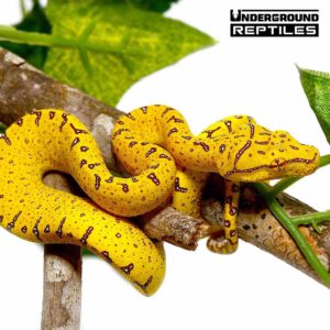 Baby Cyclops Mountain Green Tree Python - Underground Reptiles