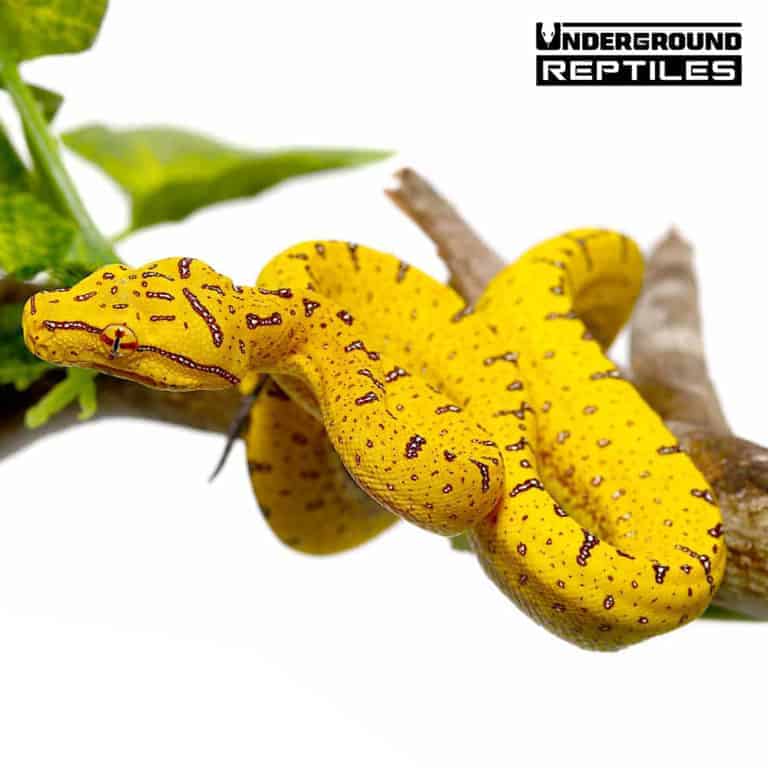 Baby Cyclops Mountain Green Tree Python - Underground Reptiles