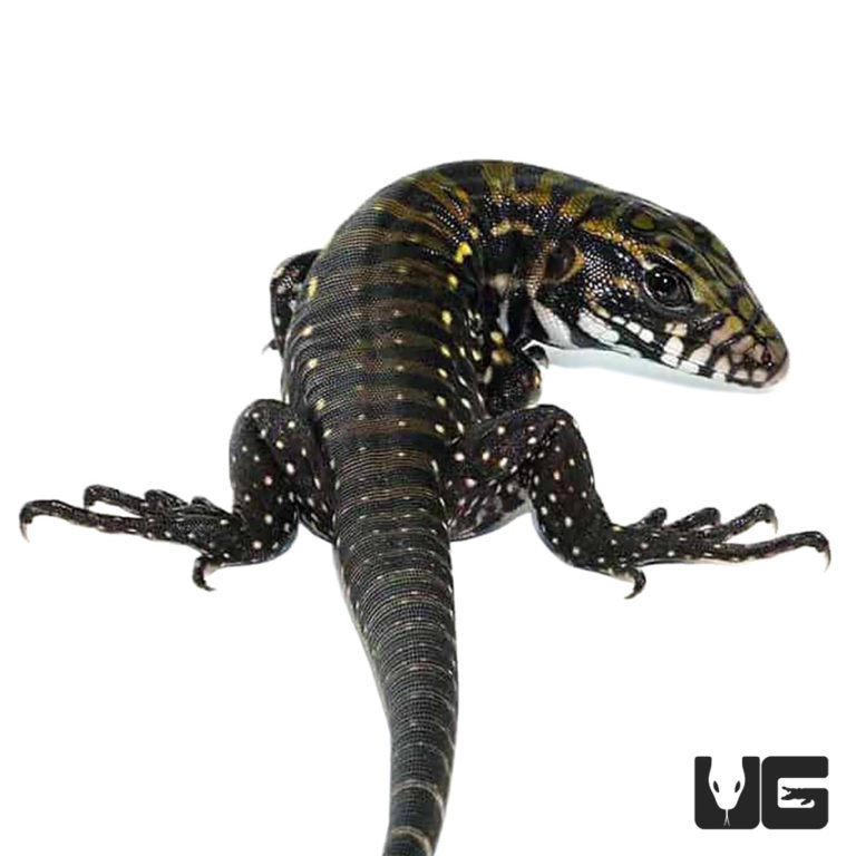 Captive Bred Tegus For Sale - Underground Reptiles