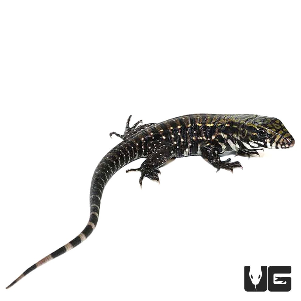 Deep Purple Tegus For Sale - Underground Reptiles