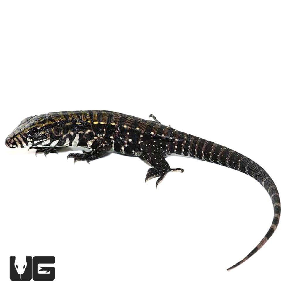 Deep Purple Tegus For Sale - Underground Reptiles