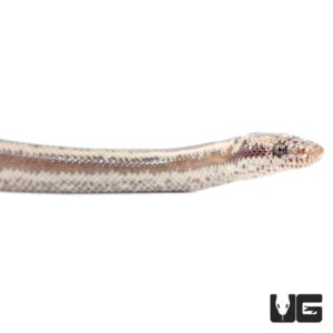 Baby Dome Rock Rosy Boas For Sale - Underground Reptiles