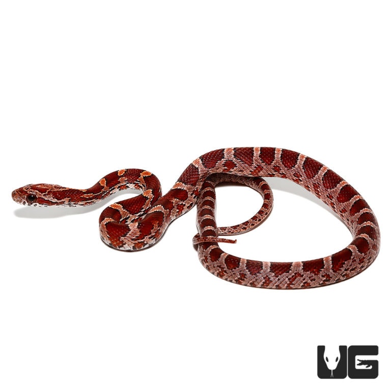 Baby Normal Double Het Amel Palmetto Cornsnake - Underground Reptiles Baby Normal Double Het Amel Palmetto Cornsnake - Underground Reptiles
