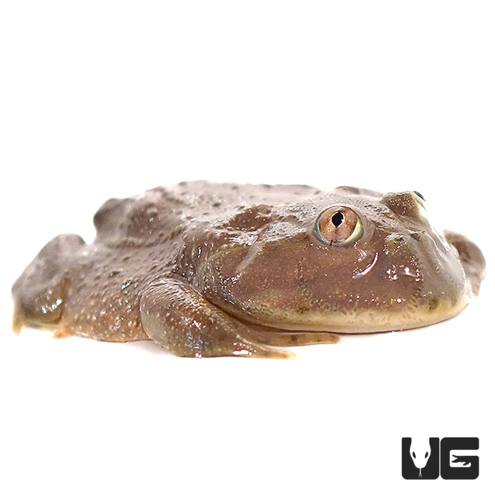 Baby Dwarf Budgett's Frog - Underground Reptiles