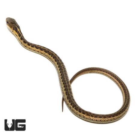 Baby Eastern Garter Snakes For Sale - Underground Reptiles