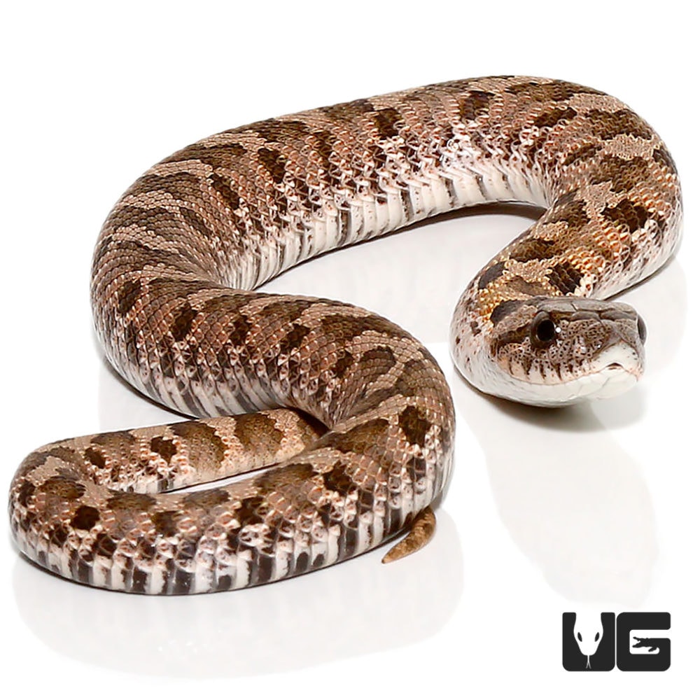 Baby Eastern Hognose Snakes (Heterodon platirhinos) For Sale ...
