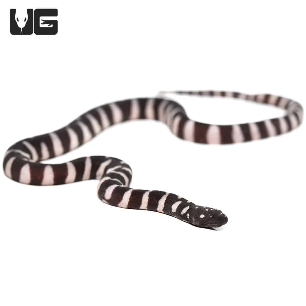Baby Marine File Snake - Underground Reptiles