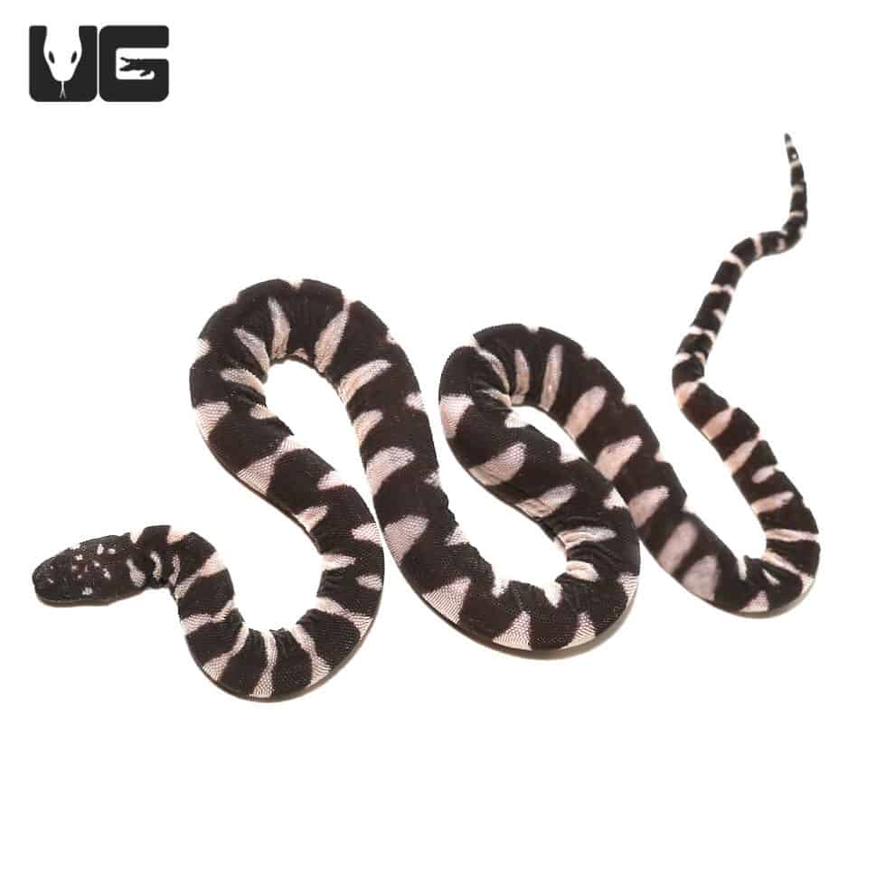 Baby Marine File Snake - Underground Reptiles