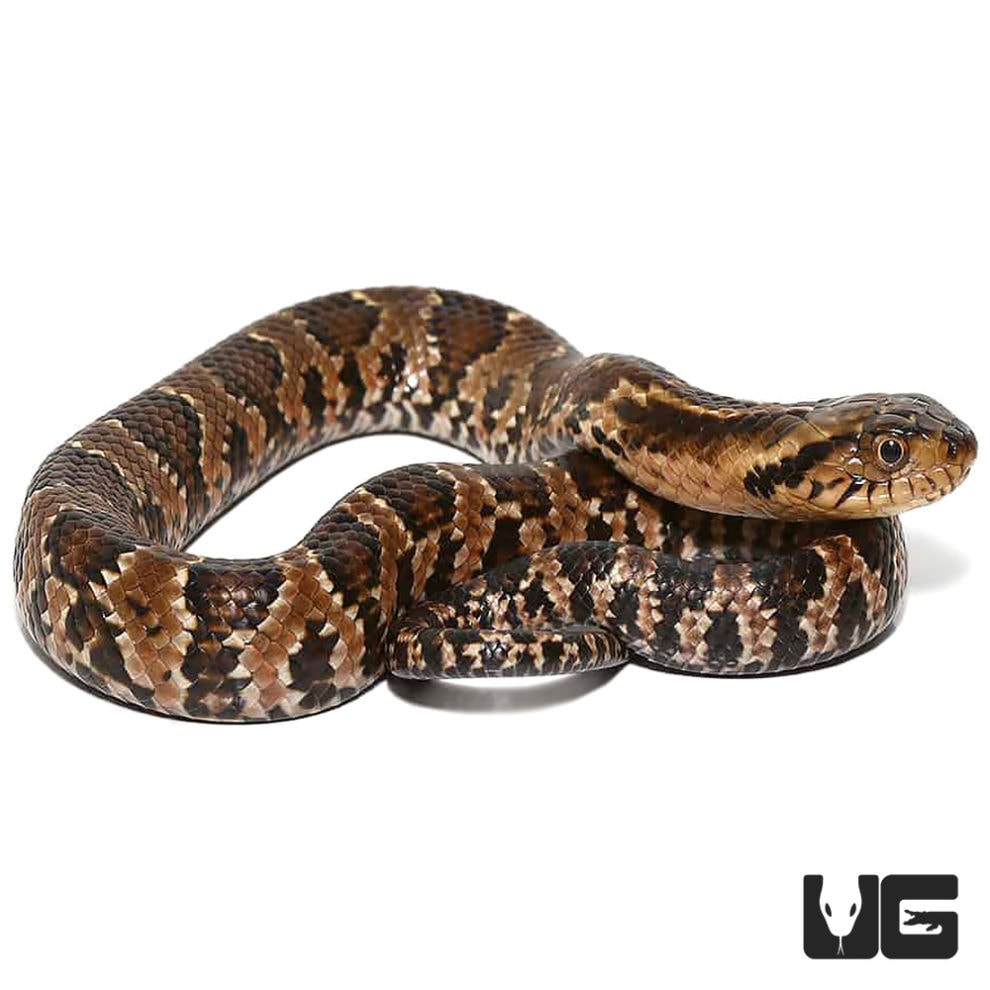 Baby False Water Cobra - Underground Reptiles