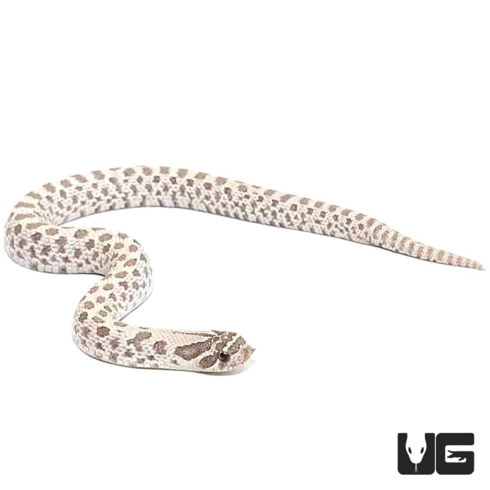 Baby Ghost Western Hognose Snake - Underground Reptiles