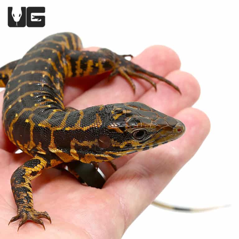 Hatchling Dwarf Caiman For Sale - Underground Reptiles