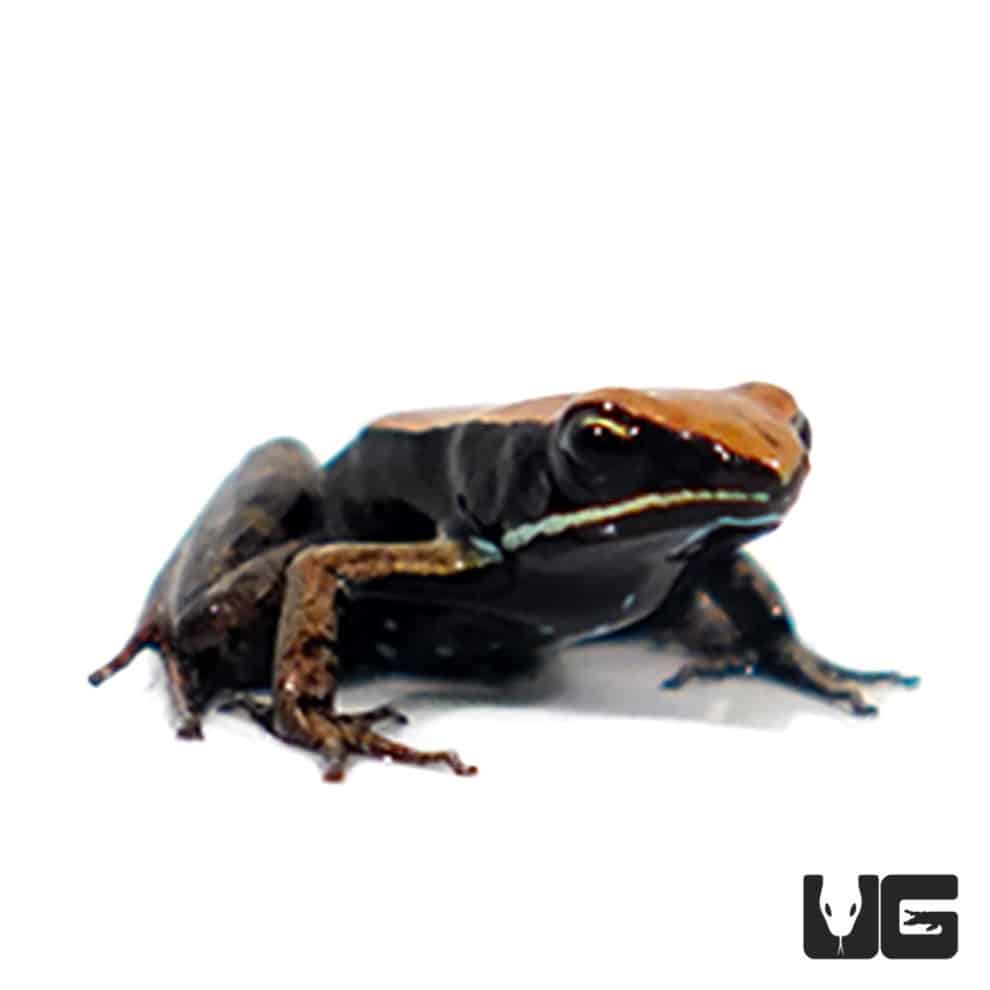 Dart Frogs and Mantellas For Sale - Underground Reptiles