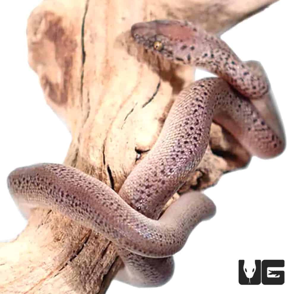 Baby Granite Spotted Pythons For Sale - Underground Reptiles
