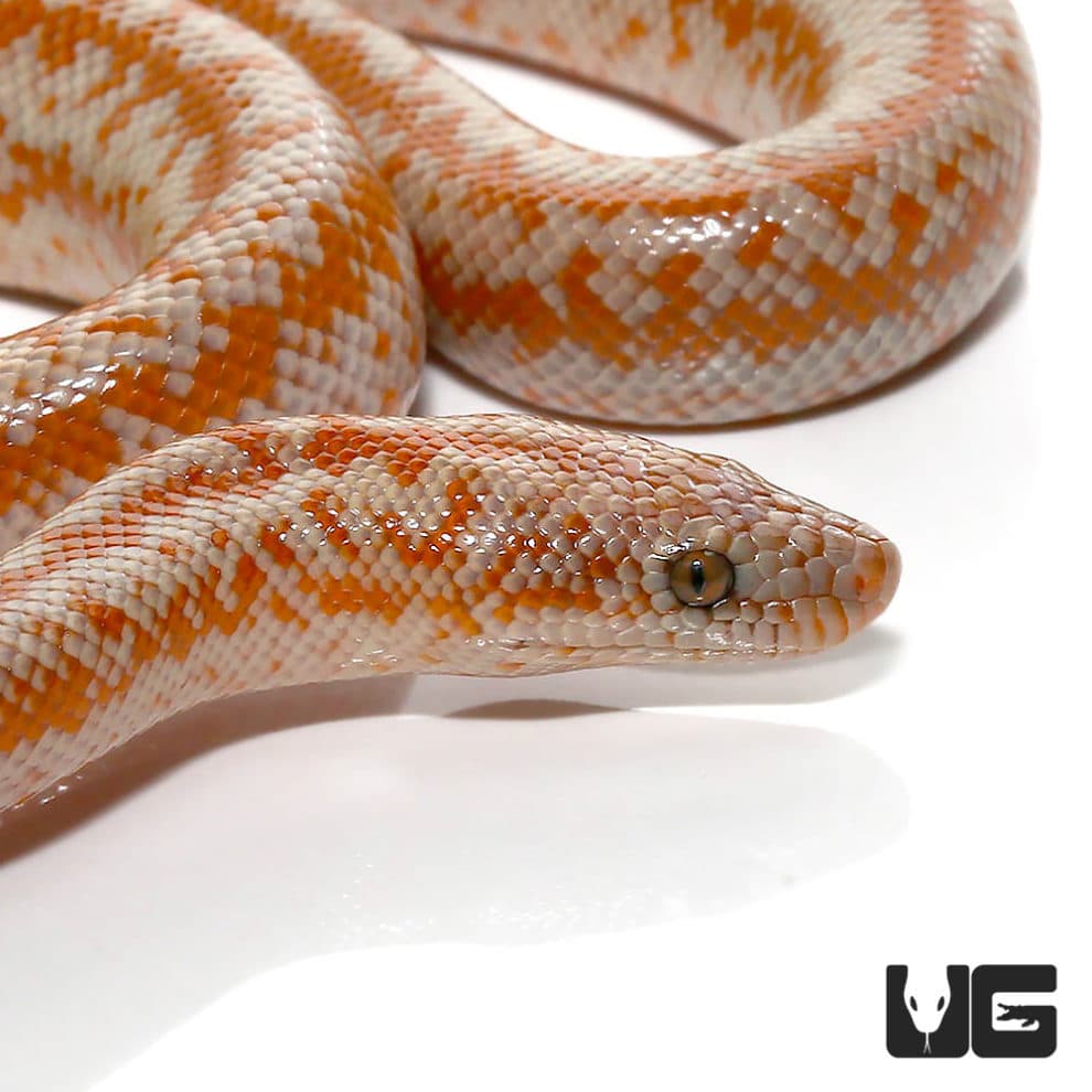 Baby Rosy Boas For Sale - Underground Reptiles