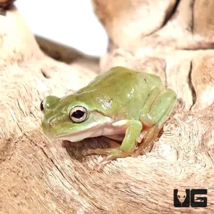 C.B. Baby Honey Australian Dumpy Tree Frog - Underground Reptiles