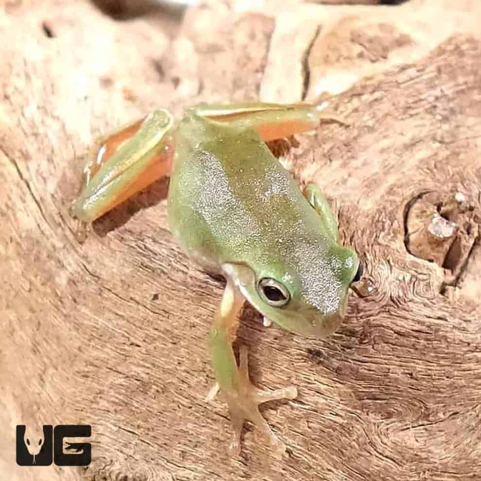 C.B. Baby Honey Australian Dumpy Tree Frog - Underground Reptiles