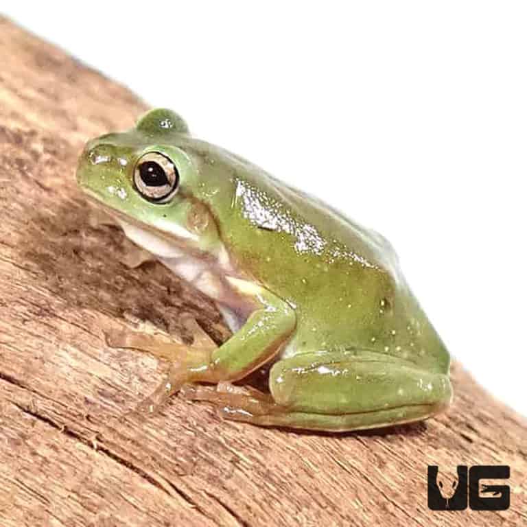C.B. Baby Honey Australian Dumpy Tree Frog - Underground Reptiles