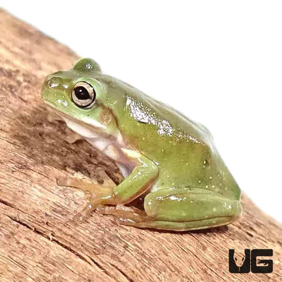 C.B. Baby Honey Australian Dumpy Tree Frog - Underground Reptiles