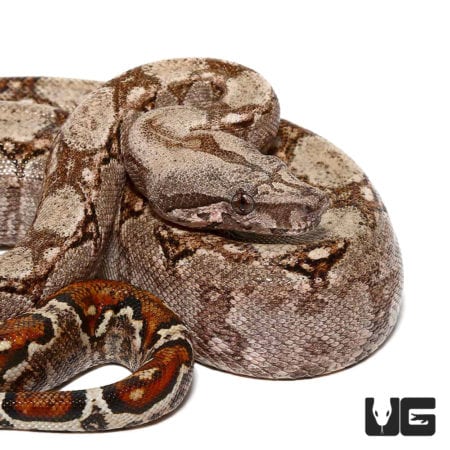 Baby Hypo Sonoran Boa - Underground Reptiles