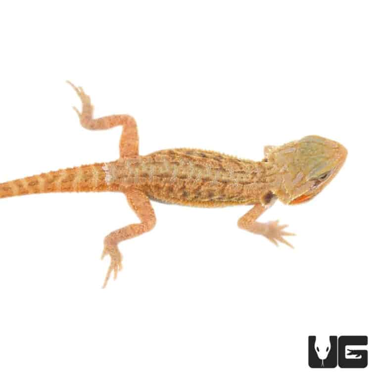 Lizards For Sale - Underground Reptiles