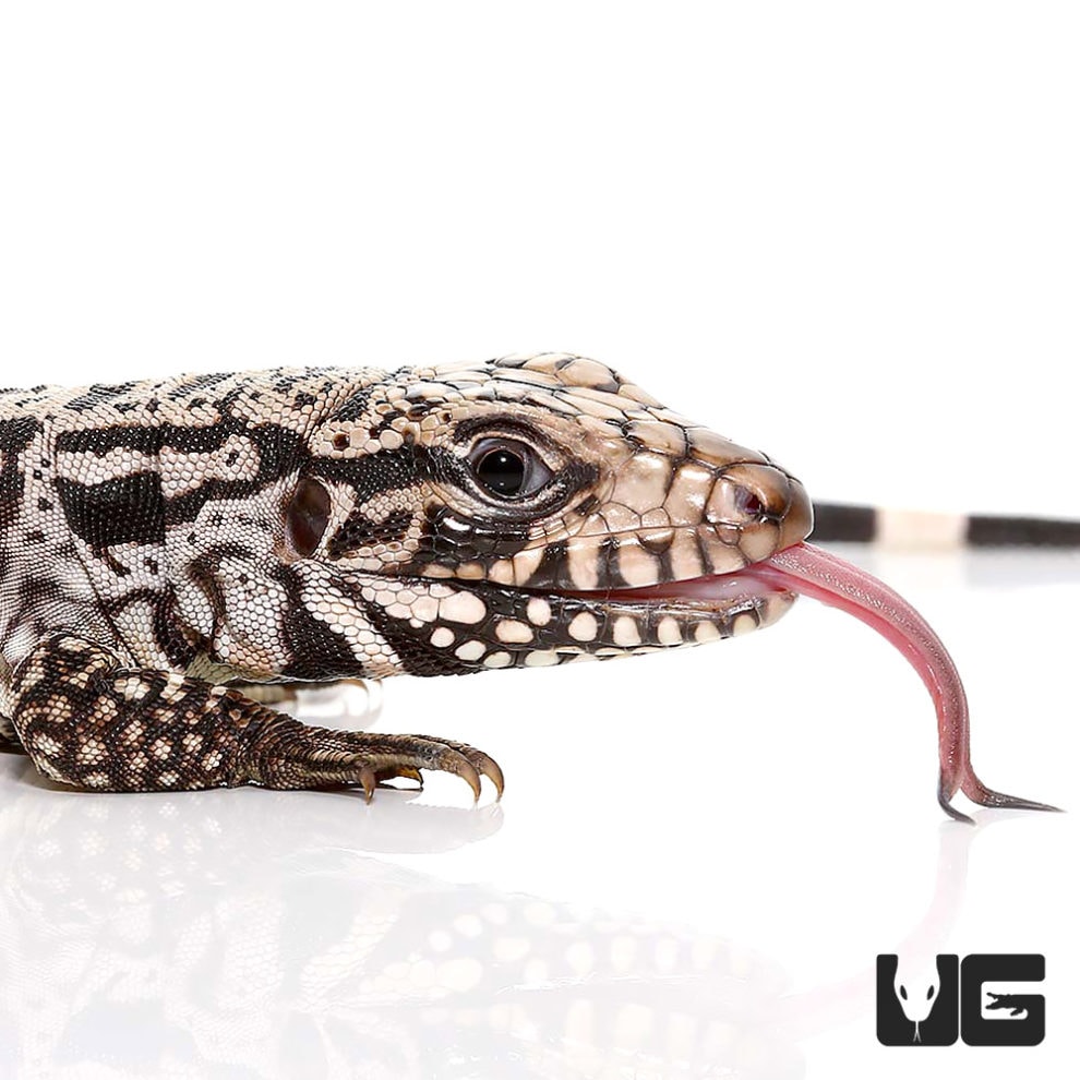 Baby 66% Het Albino Ice Tegus (Salvator Merianae X Salvator Rufescens ...