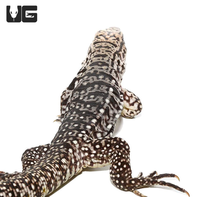 Captive Bred Tegus For Sale - Underground Reptiles