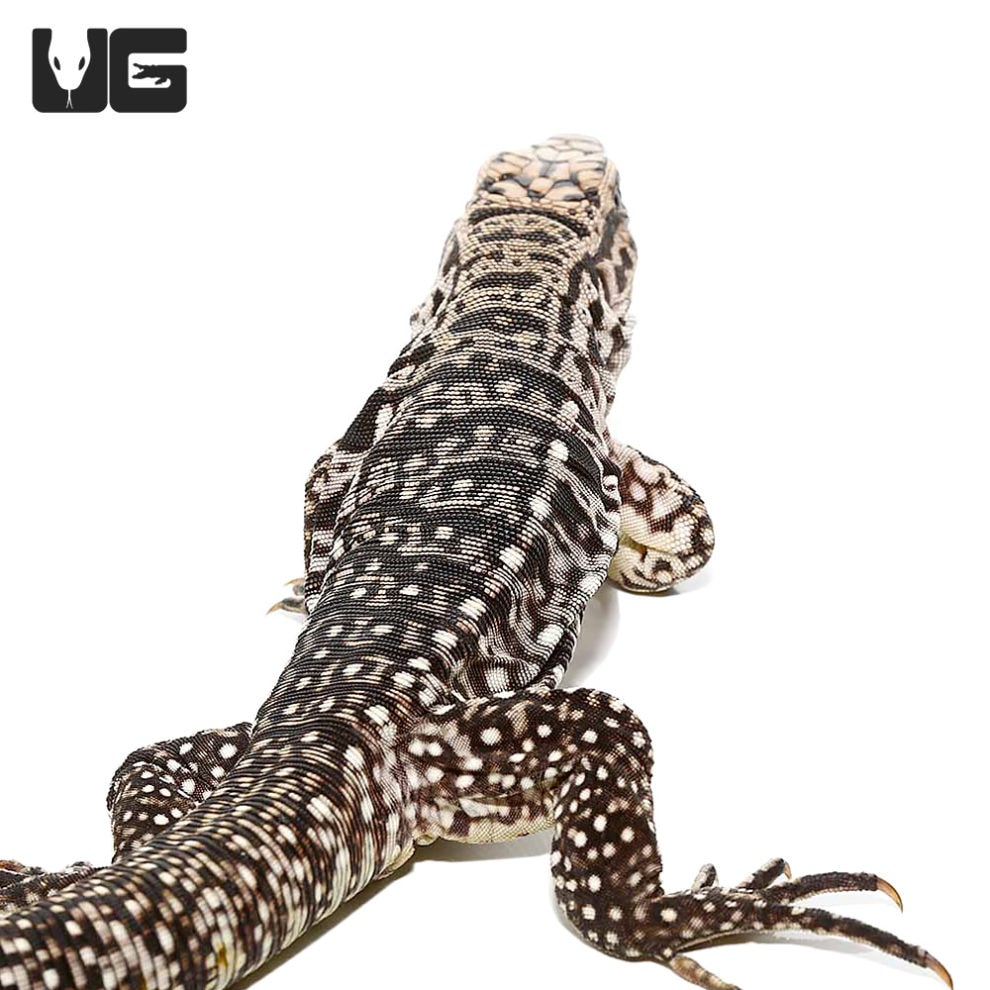 Captive Bred Tegus For Sale - Underground Reptiles
