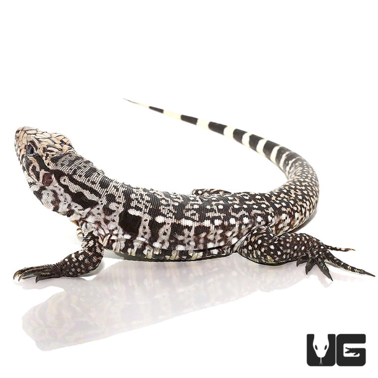 Baby 66% Het Albino Ice Tegus For Sale - Underground Reptiles