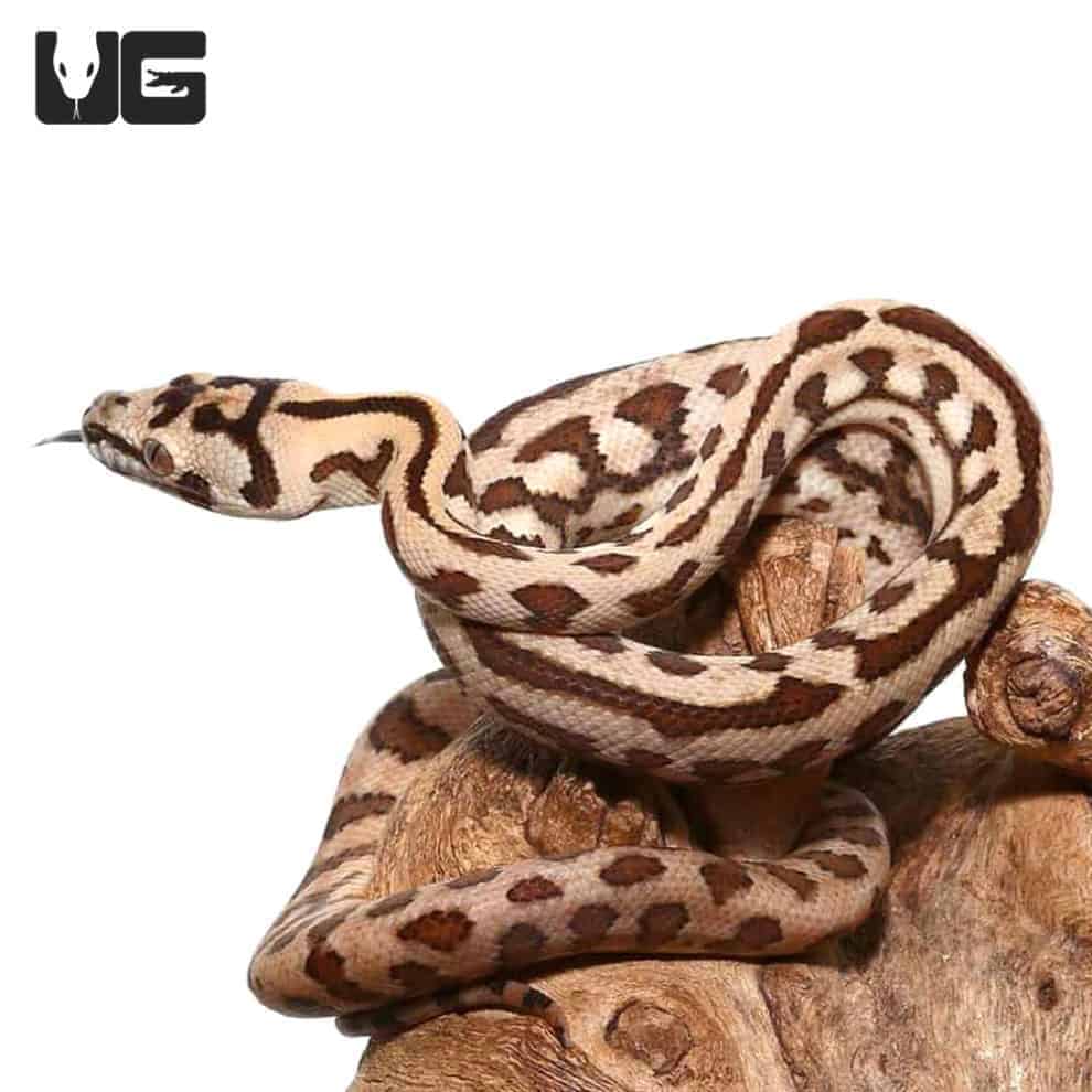 Baby Irian Jaya x Jungle Jaguar Carpet Pythons (Morelia spilota ...