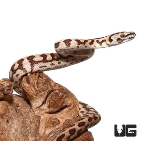 Baby Irian Jaya x Jungle Jaguar Carpet Pythons (Morelia spilota ...