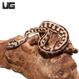 Baby Irian Jaya x Jungle Jaguar Carpet Python - Underground Reptiles