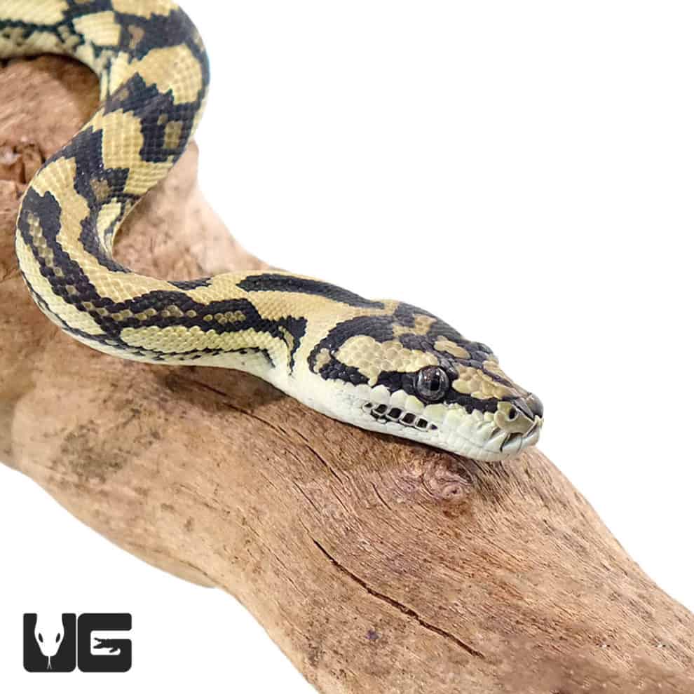 Calabar Pythons (Calabaria reinhardtii) For Sale - Underground Reptiles